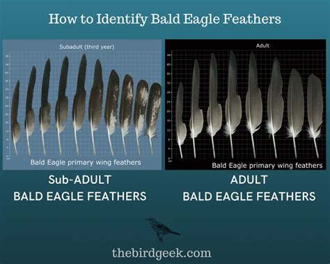How To Identify Bald Eagle Feathers The Bird Geek