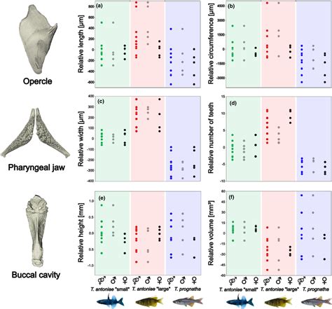 Af Interspecific And Intersexual Variation In Relative A Opercle