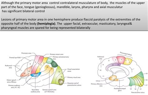 Cerebrum External Features Pptx
