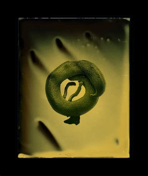 Photographer Captures Mesmeric Images Of Parasitic Worm Sex Mannaismaya Adventure S Blog