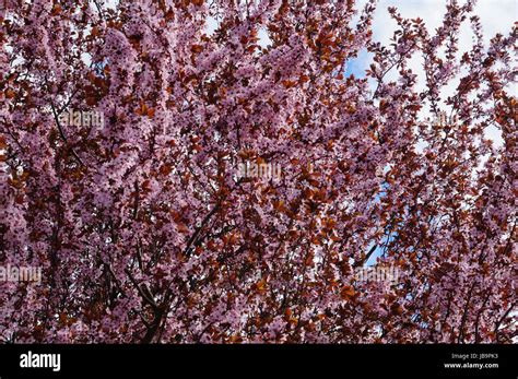 Pink Blooming Tree Stock Photo Alamy
