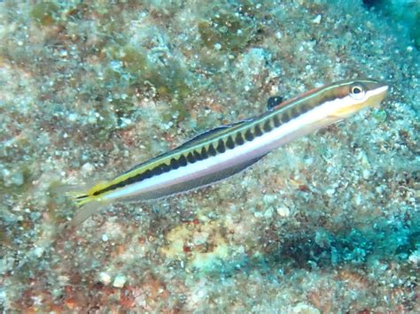 テンクロスジギンポ 沖縄の魚図鑑