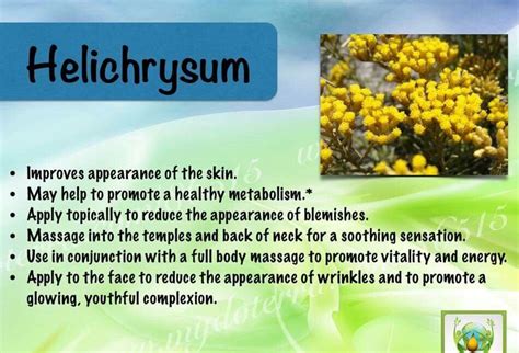 Helichrysum Healthy Metabolism Healthy Liver Full Body Massage