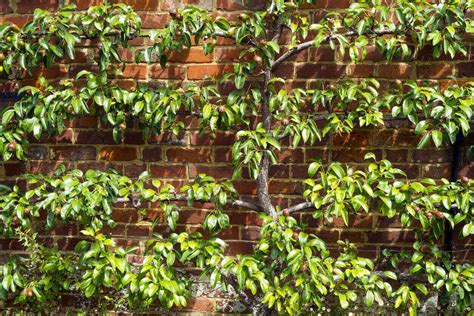 Espalier Fruit Trees Training And Care Kellogg Garden Organics™