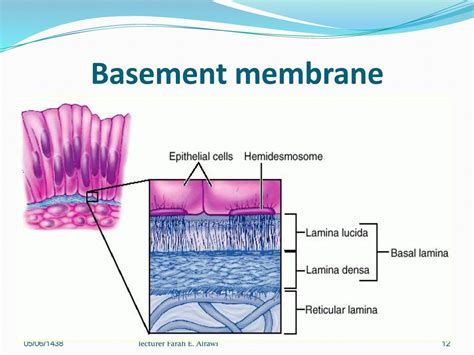Epithelial Tissue Part 1 Ppt Download
