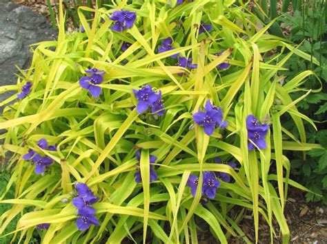 Sweet Kate Spiderwort Native Plant Spotlight Landscape Design Installation Maintenance And