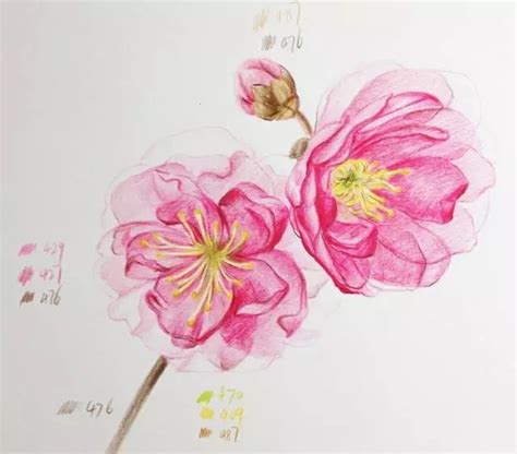 彩铅 十五分钟学会画彩铅樱花