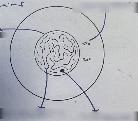 Cell Cycle Diagram Quizlet
