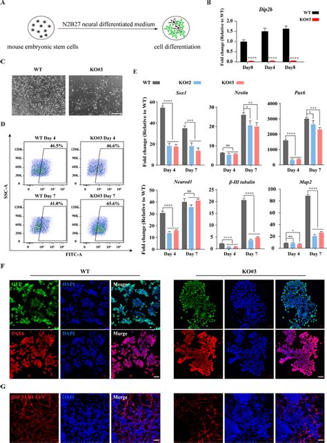 Dip2b Loss Of Function Disrupts Neural Differentiation In The N2b27 Download Scientific Diagram