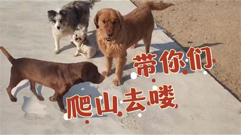 2023 2 6 Stray dog home 在山西二毛带着狗狗上山玩去了 YouTube