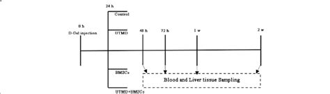 The Experimental Design And The Time Course Of The Interventions Download Scientific Diagram