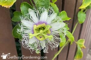 Growing Passion Fruit Complete Plant Care Guide