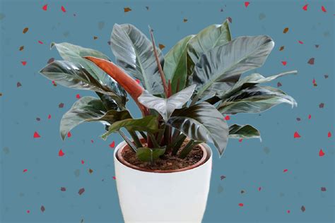 Philodendron Imperial Red How To Grow And Care