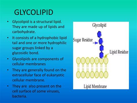 Lipids Structure And Functions Pptx