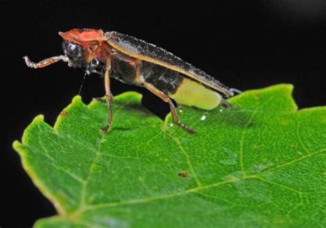 Dnr Entomology Says Firefly Dnr Entomology Says Firefly