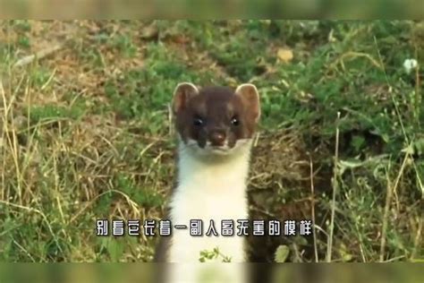 要是黄鼠狼遇到猫会是什么反应猫是鼠都归我管 什么 反应 黄鼠狼