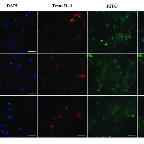 Flow Cytometry Analysis Of Apoptosis And Necrosis Induced In G