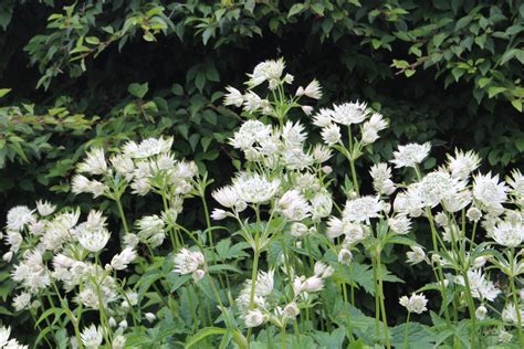 Astrantia Superstar Ballyrobert Gardens