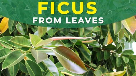 Ficus Elastica Propagation From Leaves Plant Rejuvenation Ficus