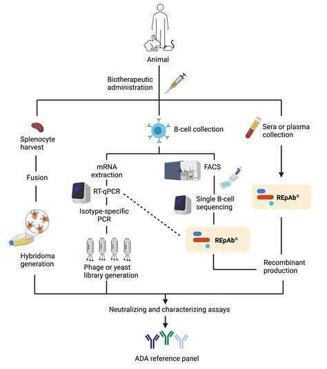 Anti Drug Antibody Assays With Next Generation Protein Sequencing