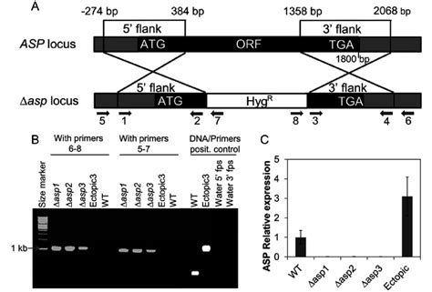 Diagram Construction And Analysis Of Aspartic Protease Asp Gene