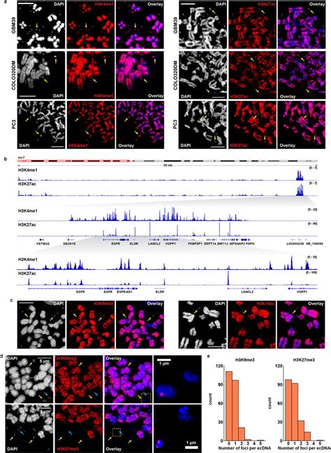 Histone Modifications On Ecdna A Immunofluorescence Staining Of Active