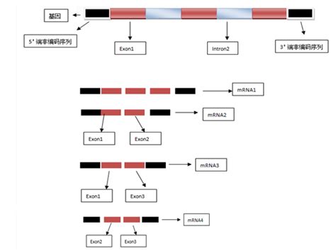 基因研究不知道转录本，做什么引物设计？！