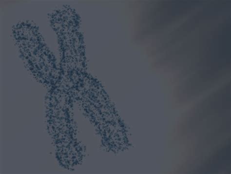 Sex Differences In Efficacy Studies