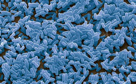 Chemical Structure And Physical Properties Of Bacillus Subtilis