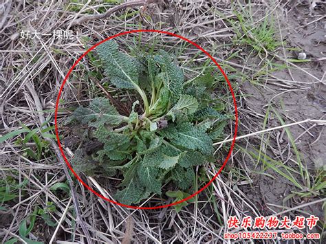 雪见草花 雪见花 雪见草 大山谷图库