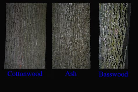 Ash Identification The Michigan Nature Guys Blog