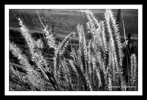 Blue Buffalo Grass Workart Prints And Frames