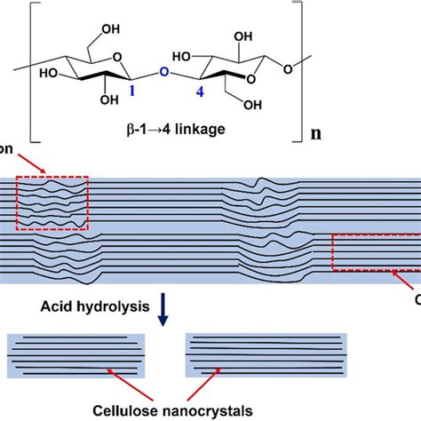 Schematics Of A Repeating Unit Of Cellulose Chain With The Download Scientific Diagram