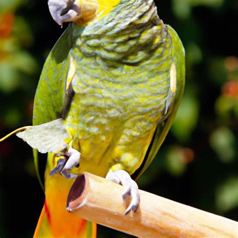 Parrot Plucking Feathers Understanding Prevention And Faqs