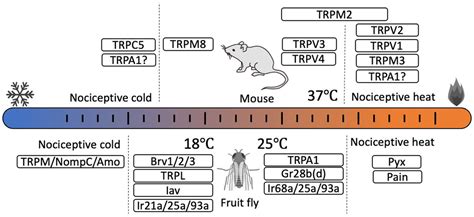 Frontiers Functional Relationship Between Peripheral Thermosensation And Behavioral