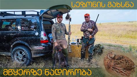 ნადირობის სეზონის გახსნა მწყერზე ნადირობა Youtube