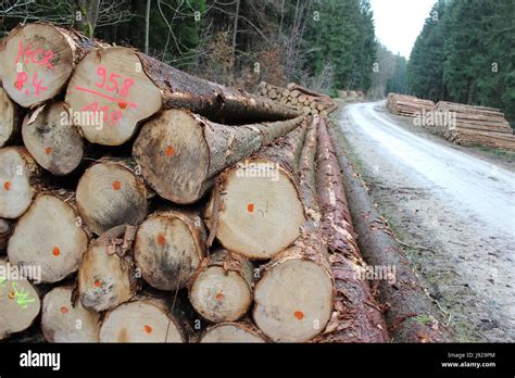Tree Wood Raw Material Firewood Grow Again Path Way Forest Stock Stock Photo Alamy
