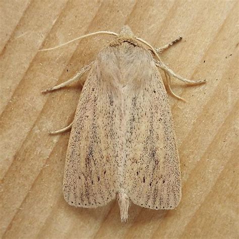 Noctuidae Capsula Oblonga Globia Oblonga Bugguidenet