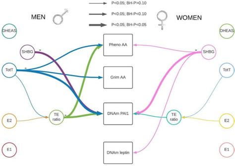 Sex Hormones And Epigenetic Clocks Surface Your Real Self