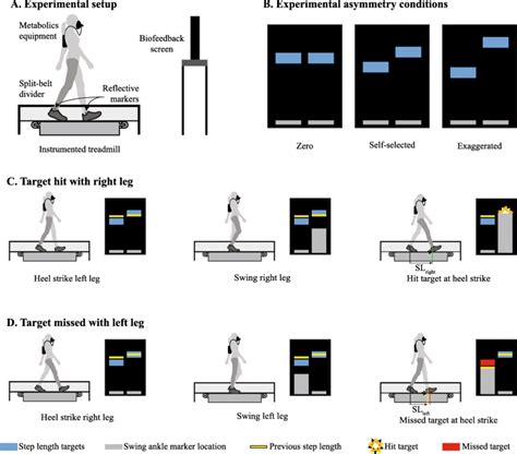 Biofeedback System A Participants Walked On An Instrumented Treadmill