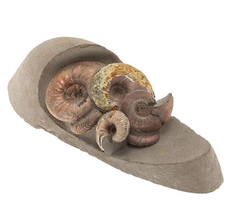 Fossil Cephalopod Specimen Sold At Auction On 23rd February Fine Estate