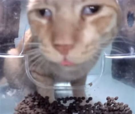 Pin On Tiktok Cats