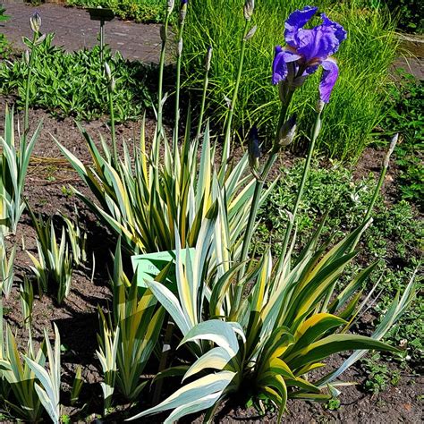 Irys Syberyjski Variegata Szt Ecebule