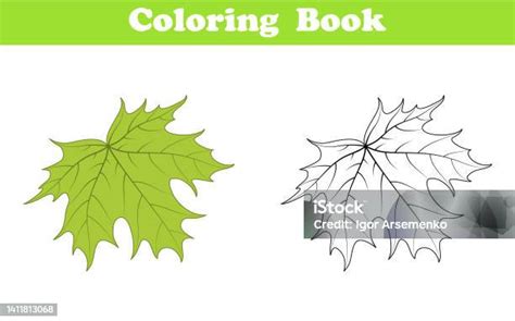 메이플 리프 색칠 공부 페이지 다채로운 잎과 스케치를 가진 아이들을위한 색칠 공부 책 유치원 교육 벡터 일러스트레이션 녹색에