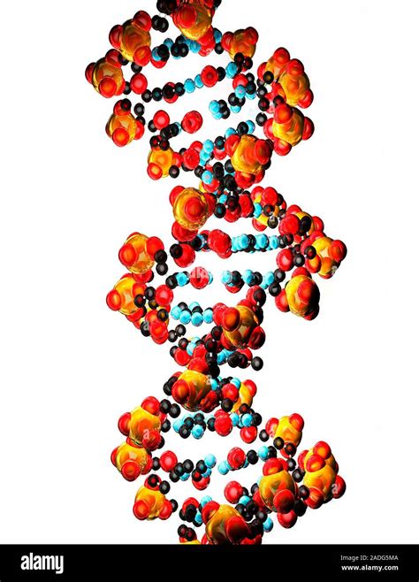 Dna Molecule Computer Artwork Representing The Molecular Structure Of Dna Deoxyribonucleic