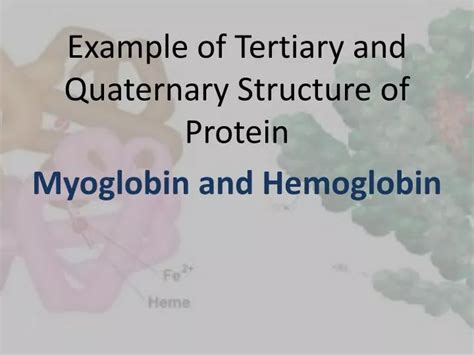Ppt Example Of Tertiary And Quaternary Structure Of Protein Myoglobin And Hemoglobin