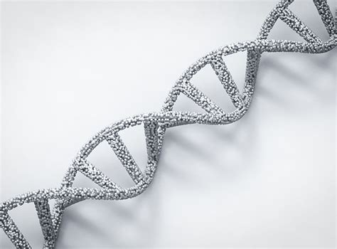 Decoded Chicken Genome May Drive Breakthroughs In Health Performance Modern Poultry