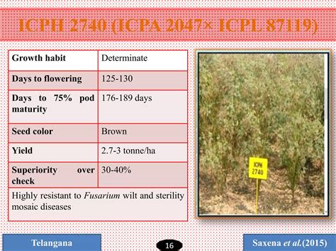 Hybrid Seed Production Of Pigeonpea Pptx