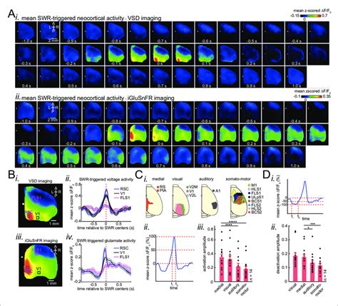 Patterns Of Activity In Neocortical Regions Are Differentially Download Scientific Diagram