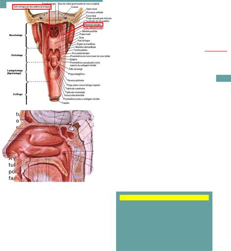 Monitoria Anatomia Faringe Cavidade Oral E Laringe 47 Off